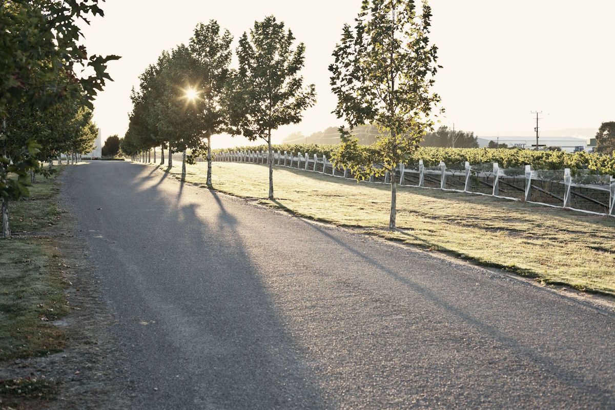 Mount Riley – Sauvignon Blanc aus Neuseeland mit Charakter